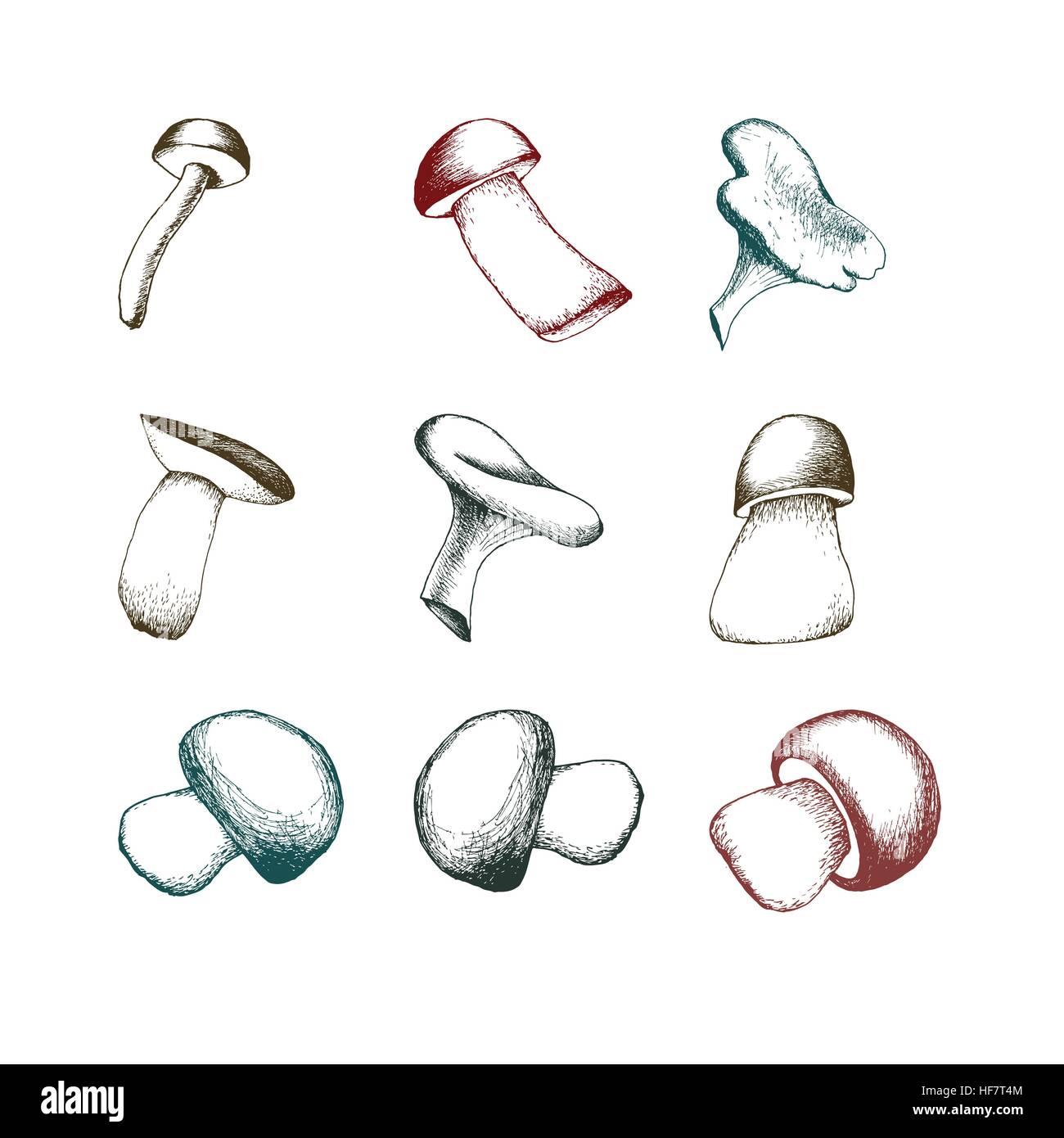 hand drawn mushrooms set Stock Vector Image & Art - Alamy