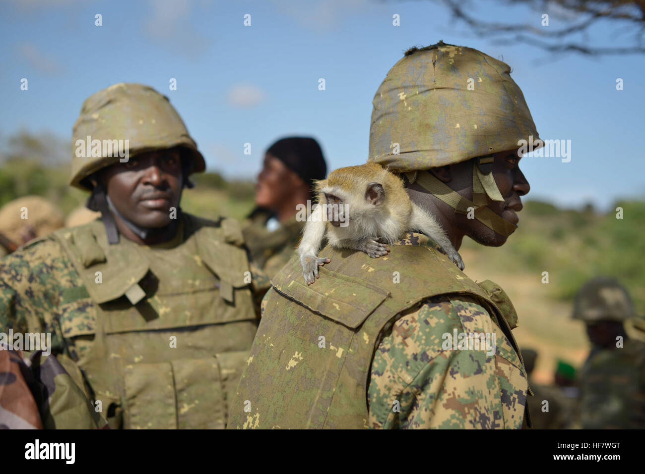 On August 22, 2016, an orphaned monkey sits on the back of an African ...