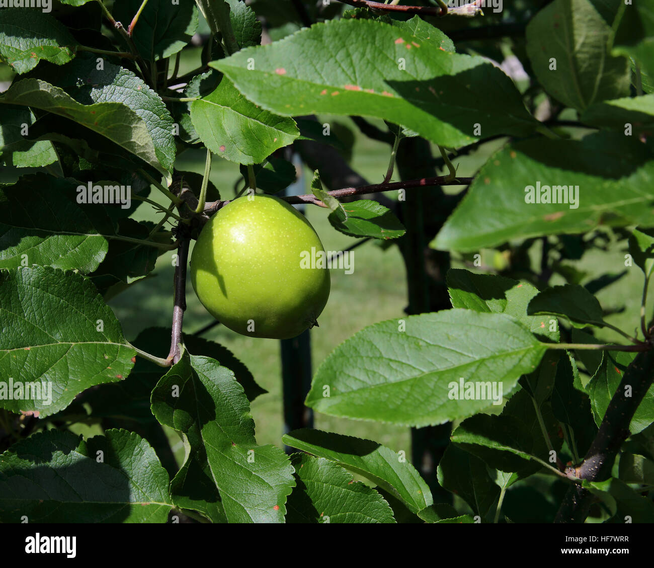 One green unripe apple on branch with leaves Stock Photo - Alamy