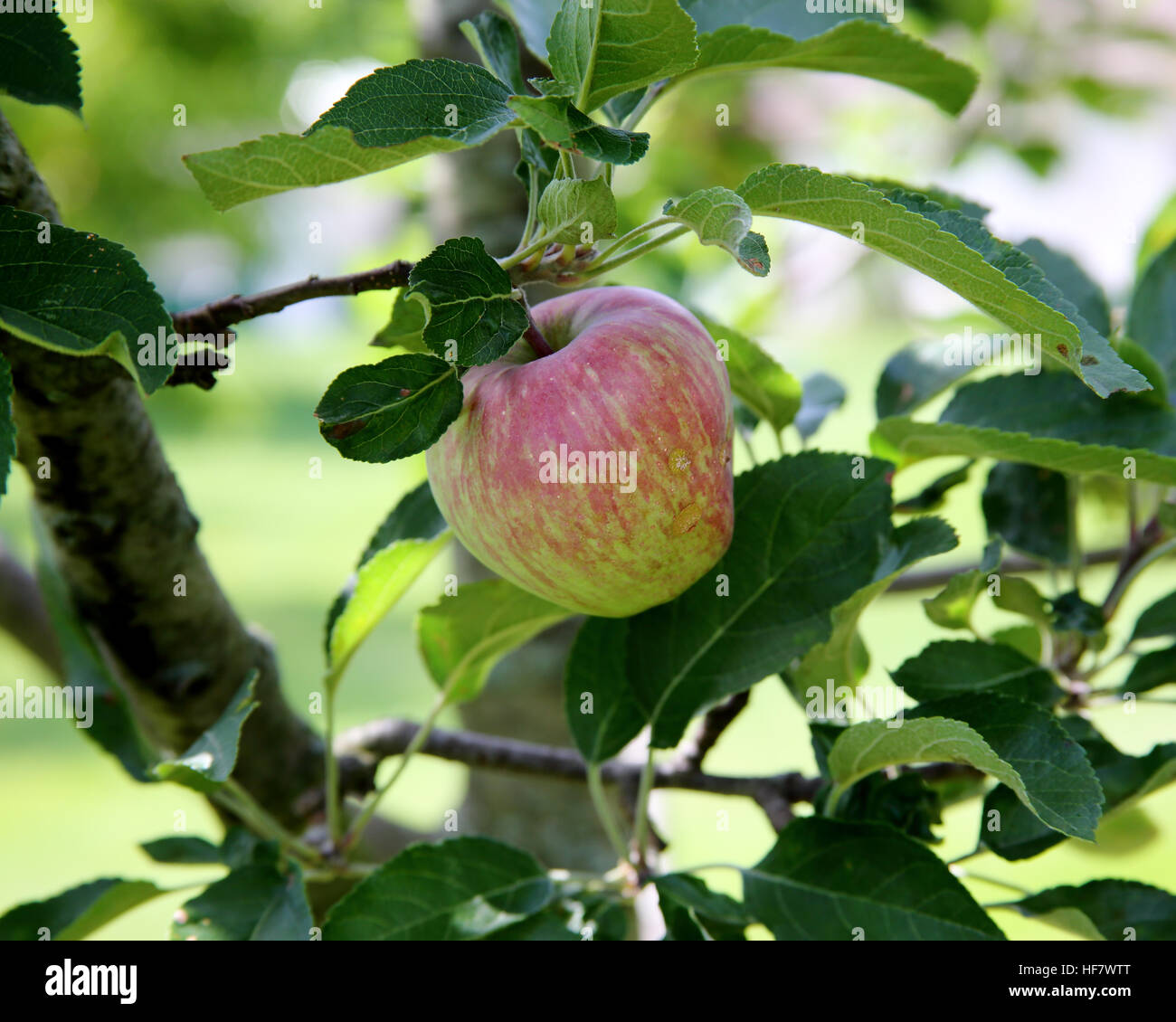 One almost ripe apple with red blush on branch with leaves Stock Photo ...