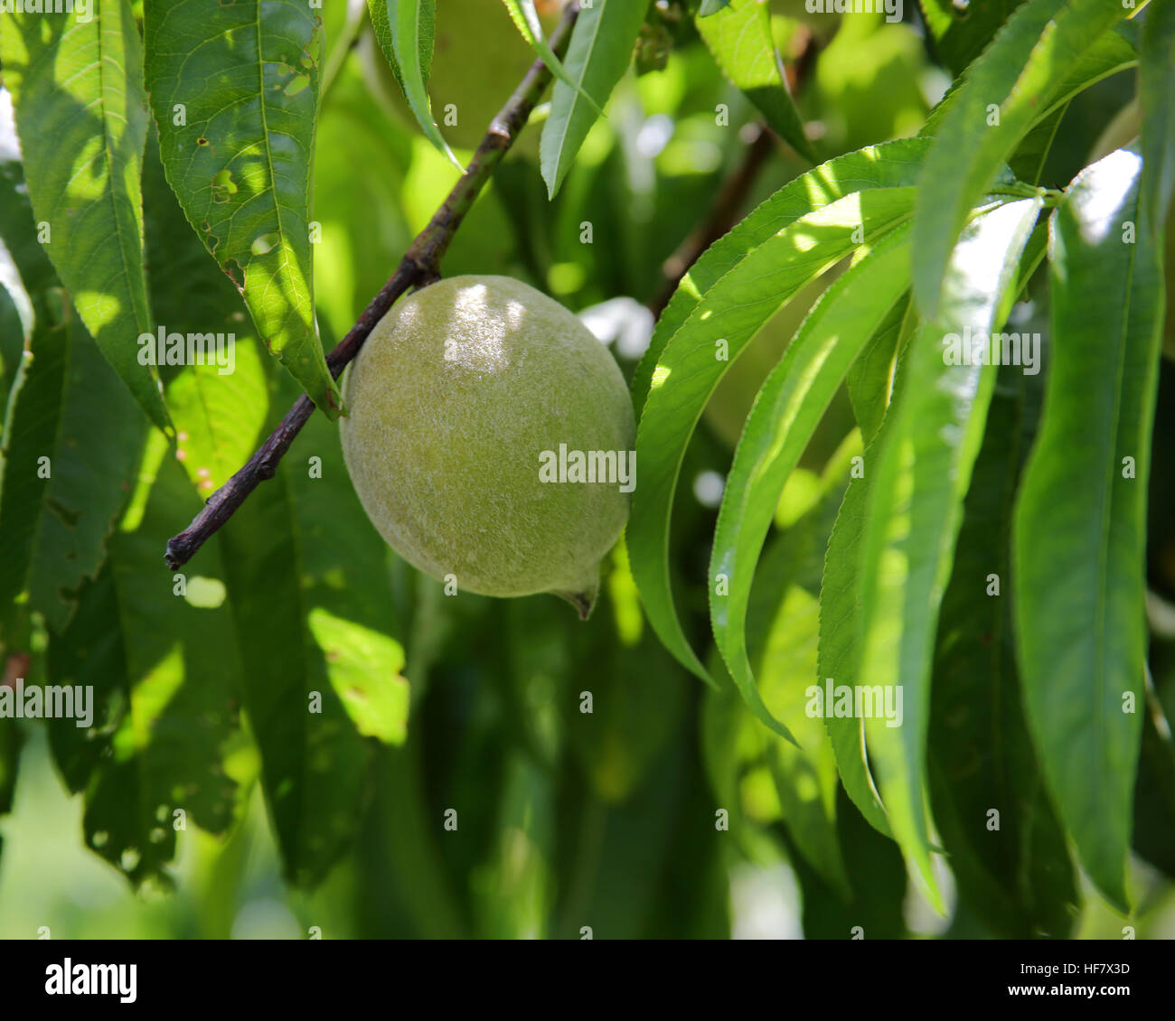 One green peach hanging on a small branch with leaves Stock Photo - Alamy