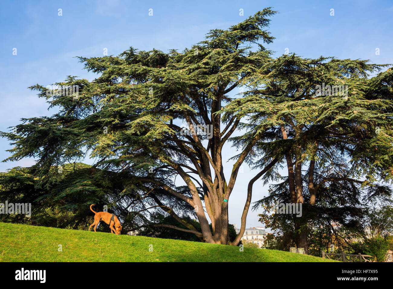 old cedar tree in the Park Buttes-Chaumont in Paris, France Stock Photo ...