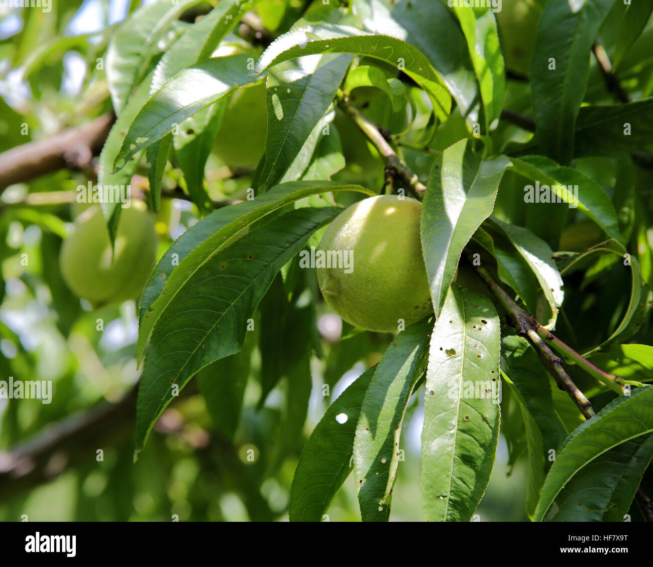 One green peach hanging on a small branch with leaves Stock Photo - Alamy