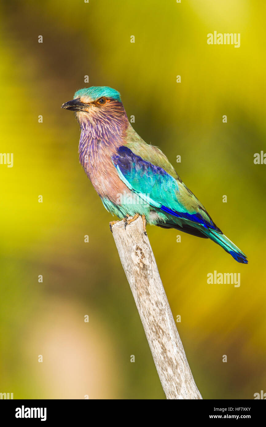 Indian roller in Kalpitiya, Sri Lanka ; specie Coracias benghalensis ...