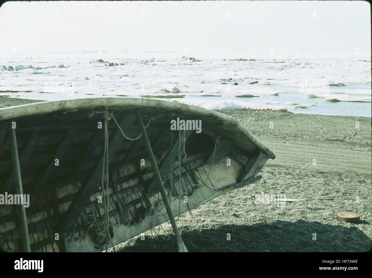 This image shows an Eskimo umiak, a traditional boat made from skins ...