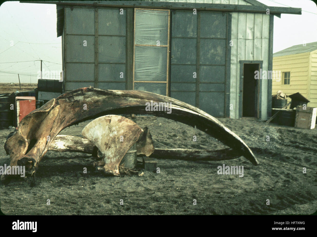 Whale bones (mandible, etc.) outside of hut; Point Barrow, Alaska Stock ...