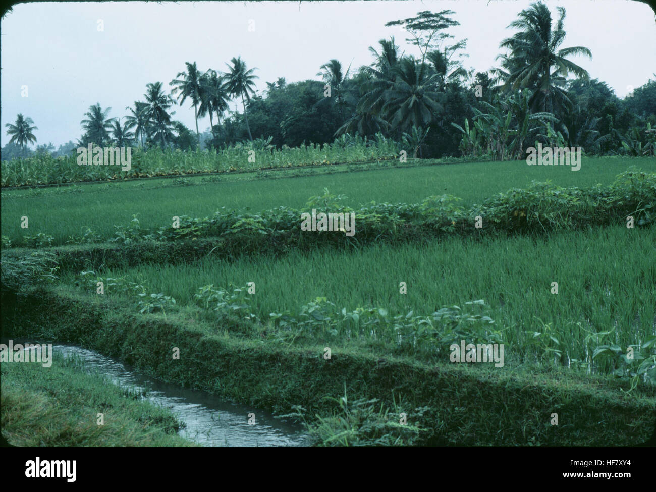 Rice fields near Jogjakarta, Java, Indonesia, showcasing the ...
