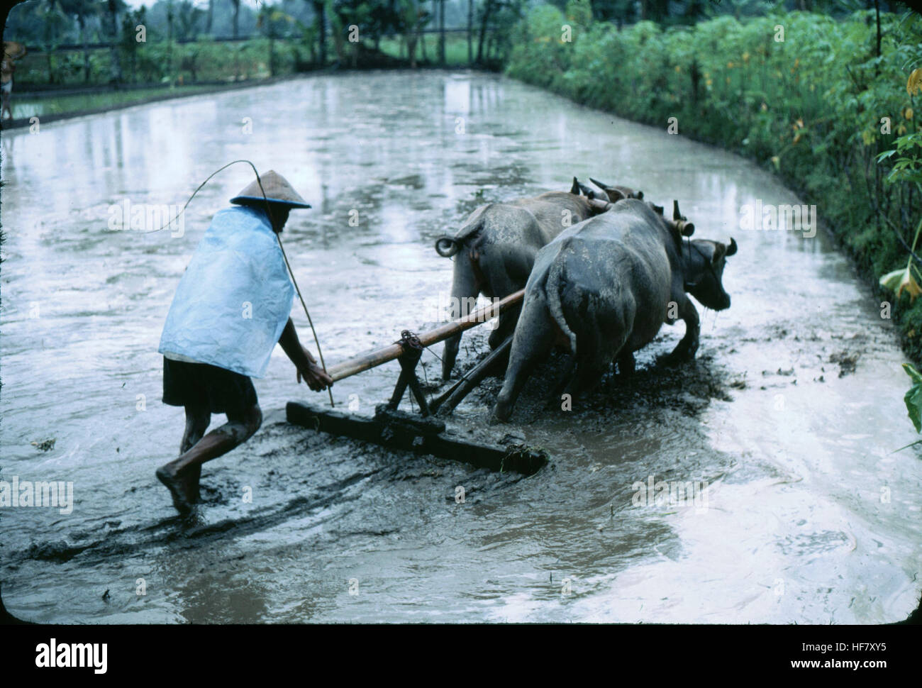 This image captures the traditional rice farming in the fields near ...