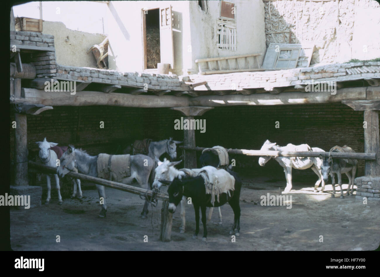 A street scene from Bukhara, Uzbekistan, featuring donkeys tied to a ...