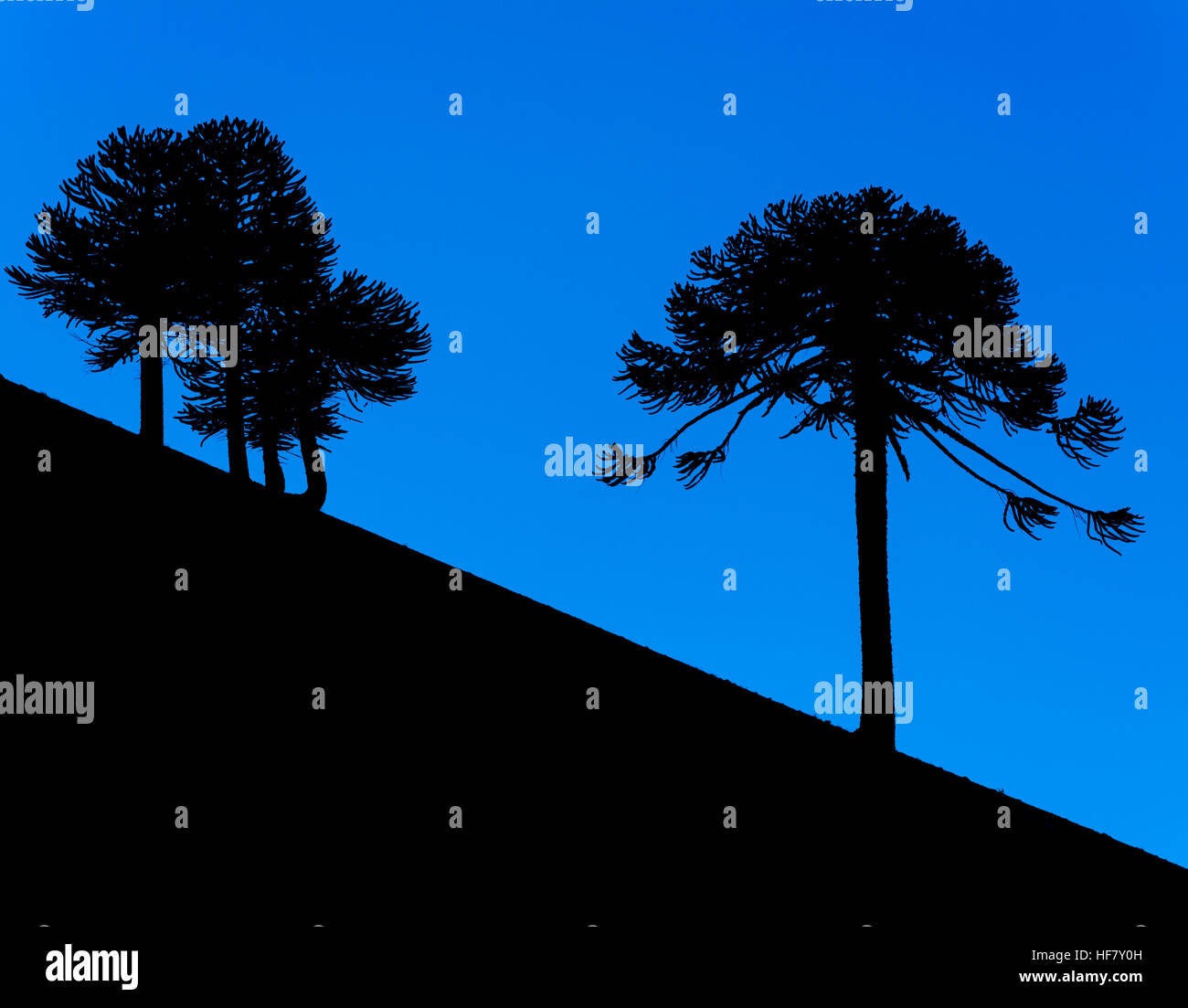 Native trees chile hi-res stock photography and images - Alamy