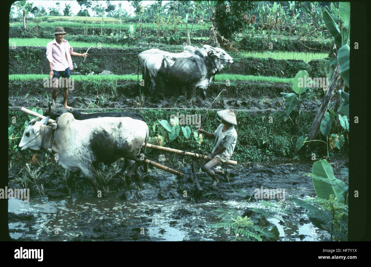 This photograph depicts workers cultivating rice in the fields near ...