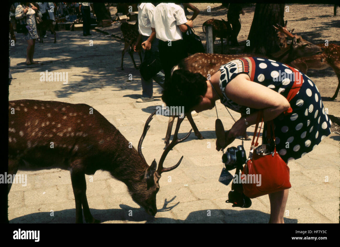 This photograph shows a deer with a dotted coat at Deer Park in Nara ...