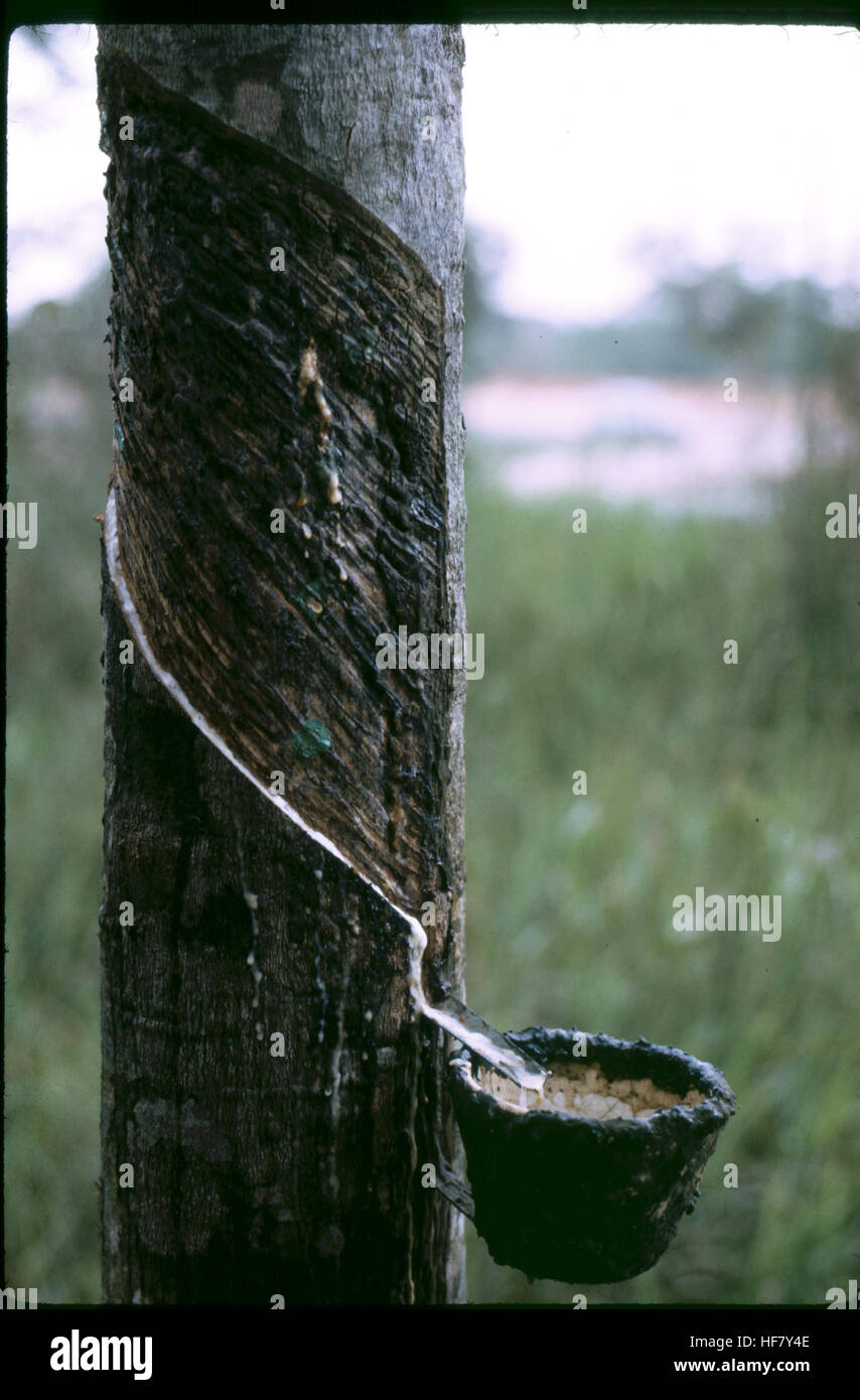 The image depicts a rubber tree (Hevea brasiliensis) in Singapore with ...
