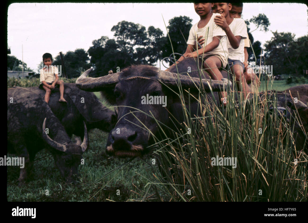 A group of children ride a carabao, a traditional Filipino water ...