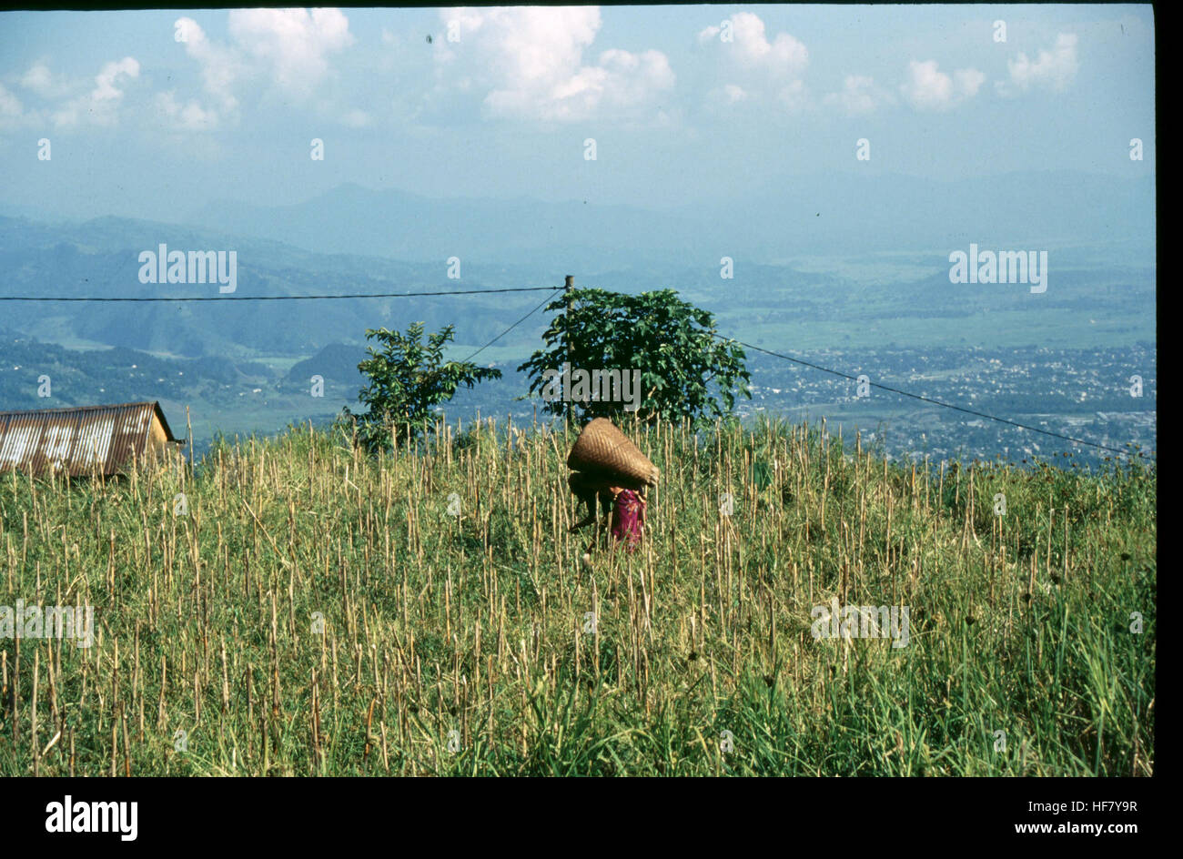 Harvesting millet hi-res stock photography and images - Alamy