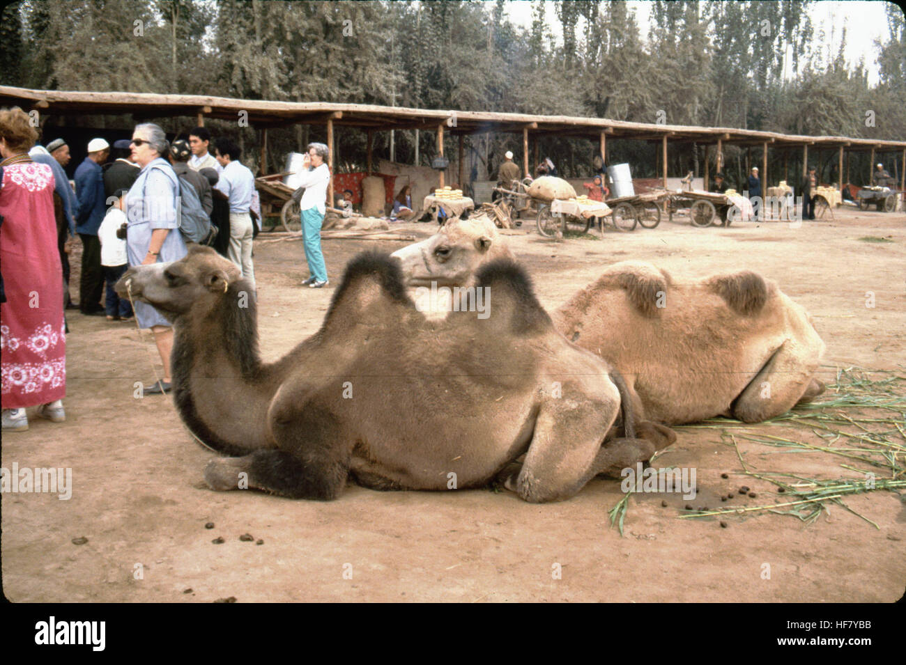 A photograph showing Bactrian camels for sale in an open-air bazaar in ...