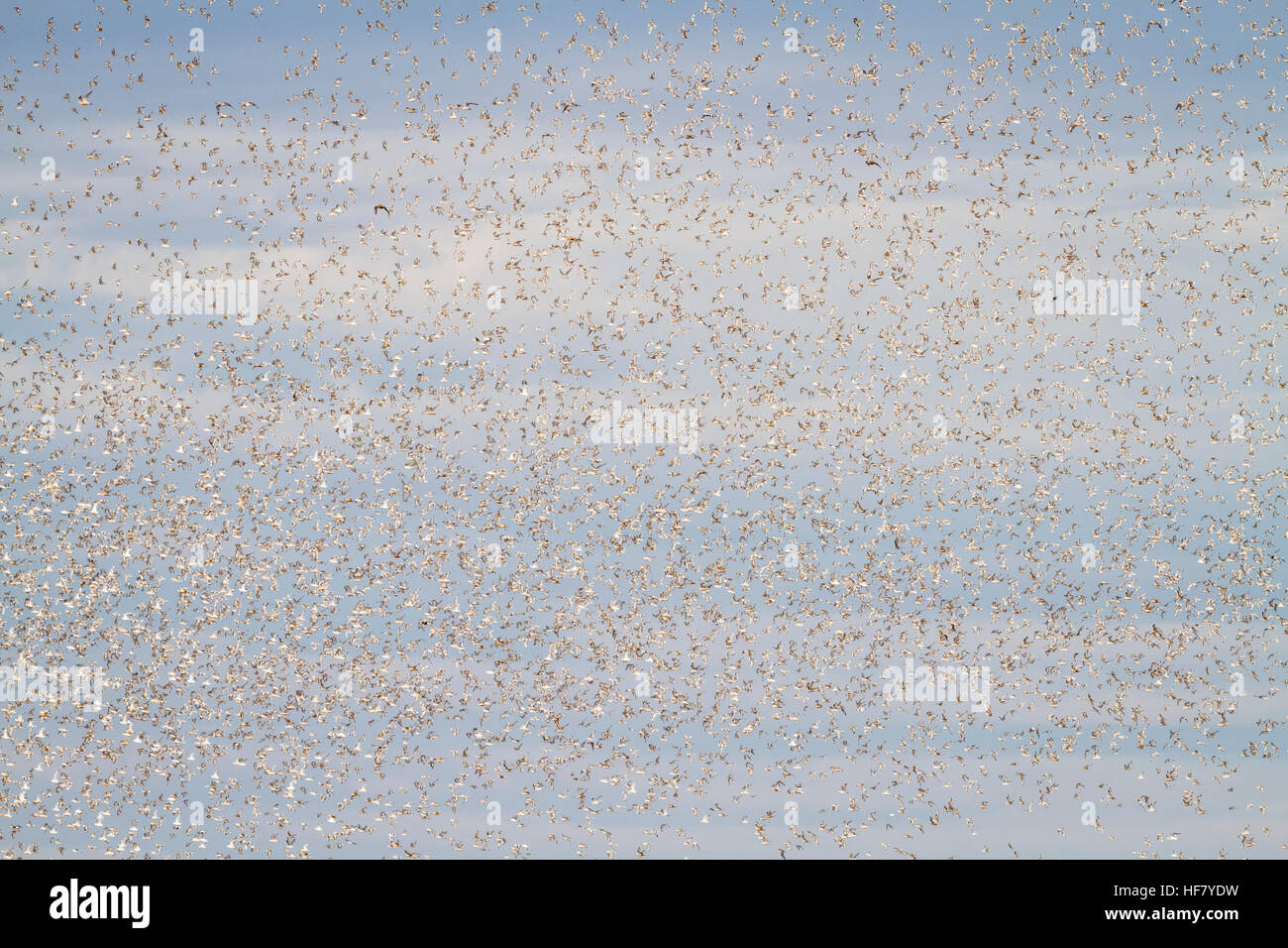 Red knots uk hi-res stock photography and images - Alamy