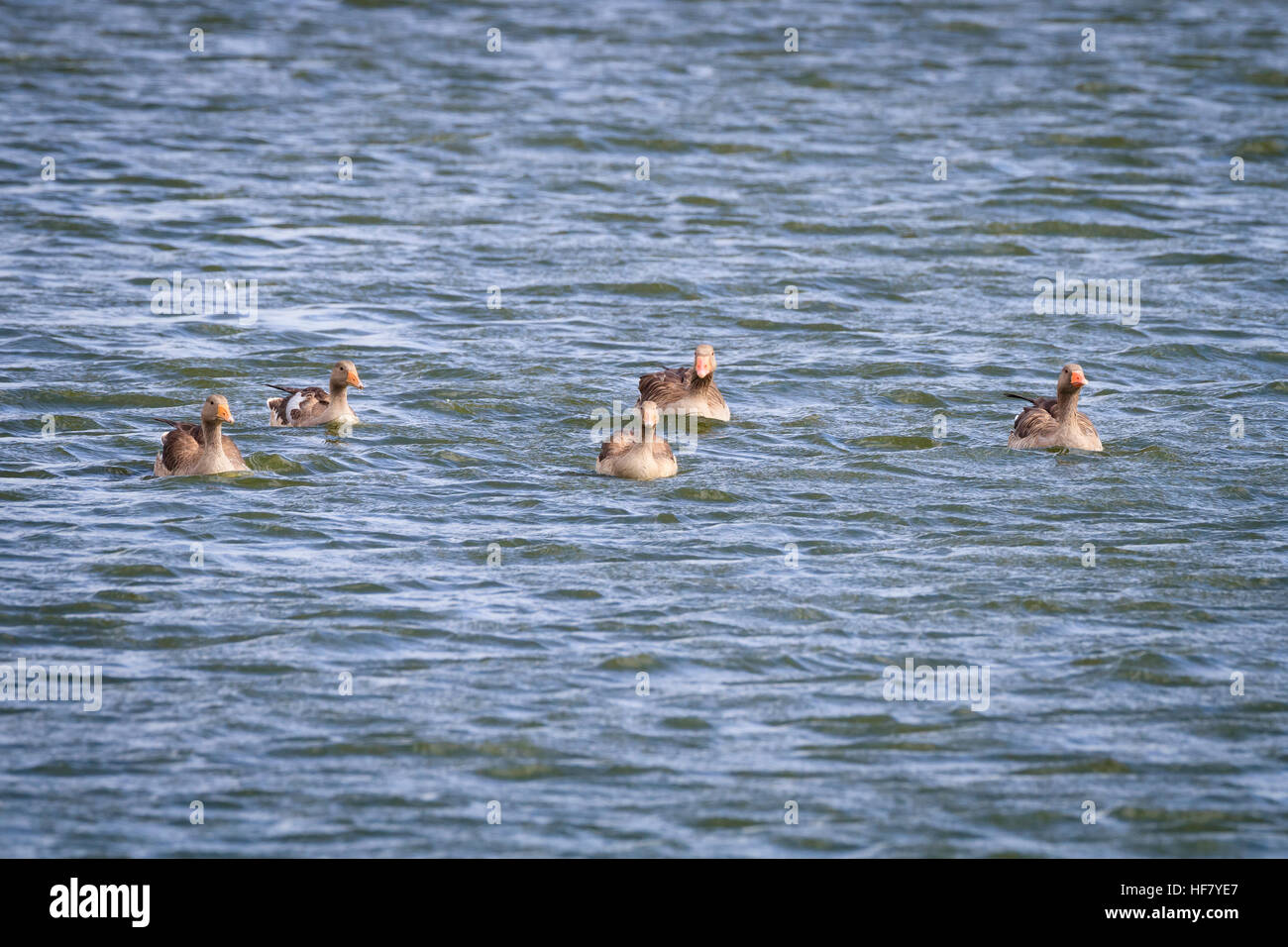 Greylag Goose (Anser anser), group swimming on water. Snettisham RSPB ...