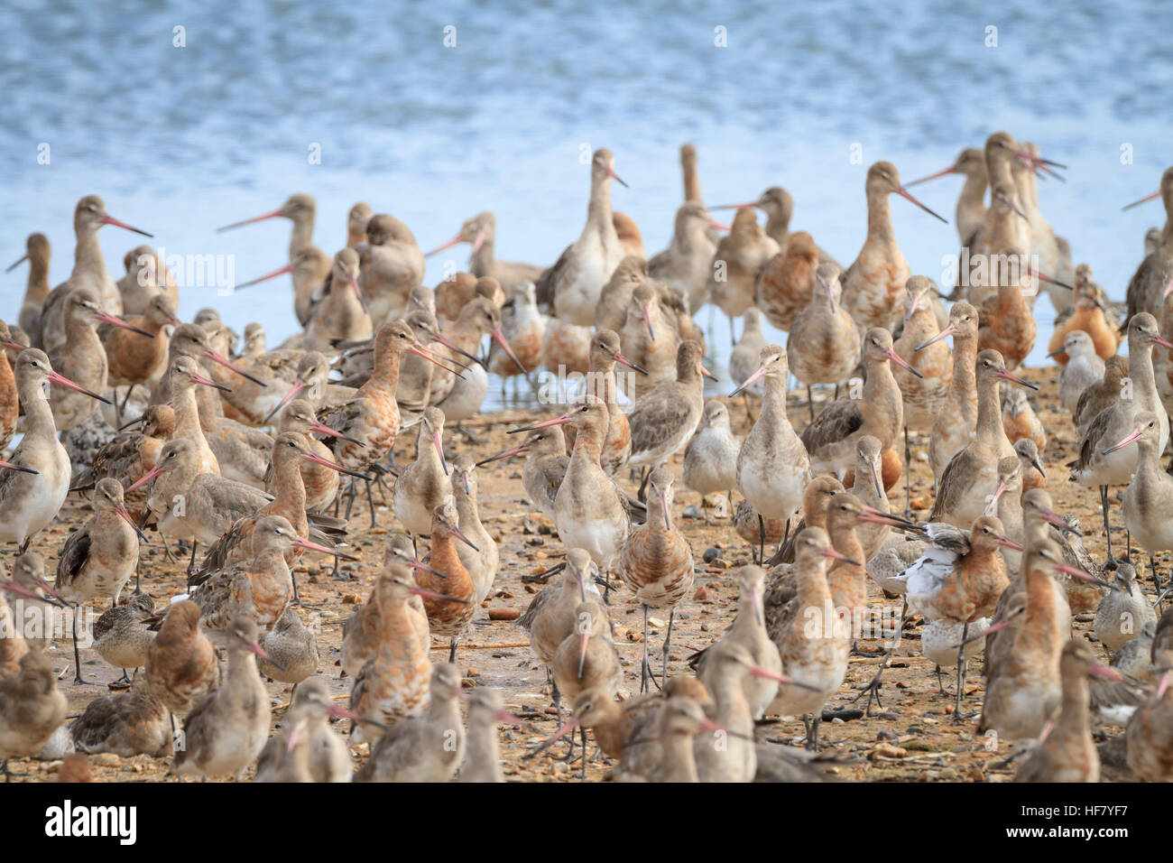 Black-tailed Godwit (Limosa limosa) flock at high tide roost on ...