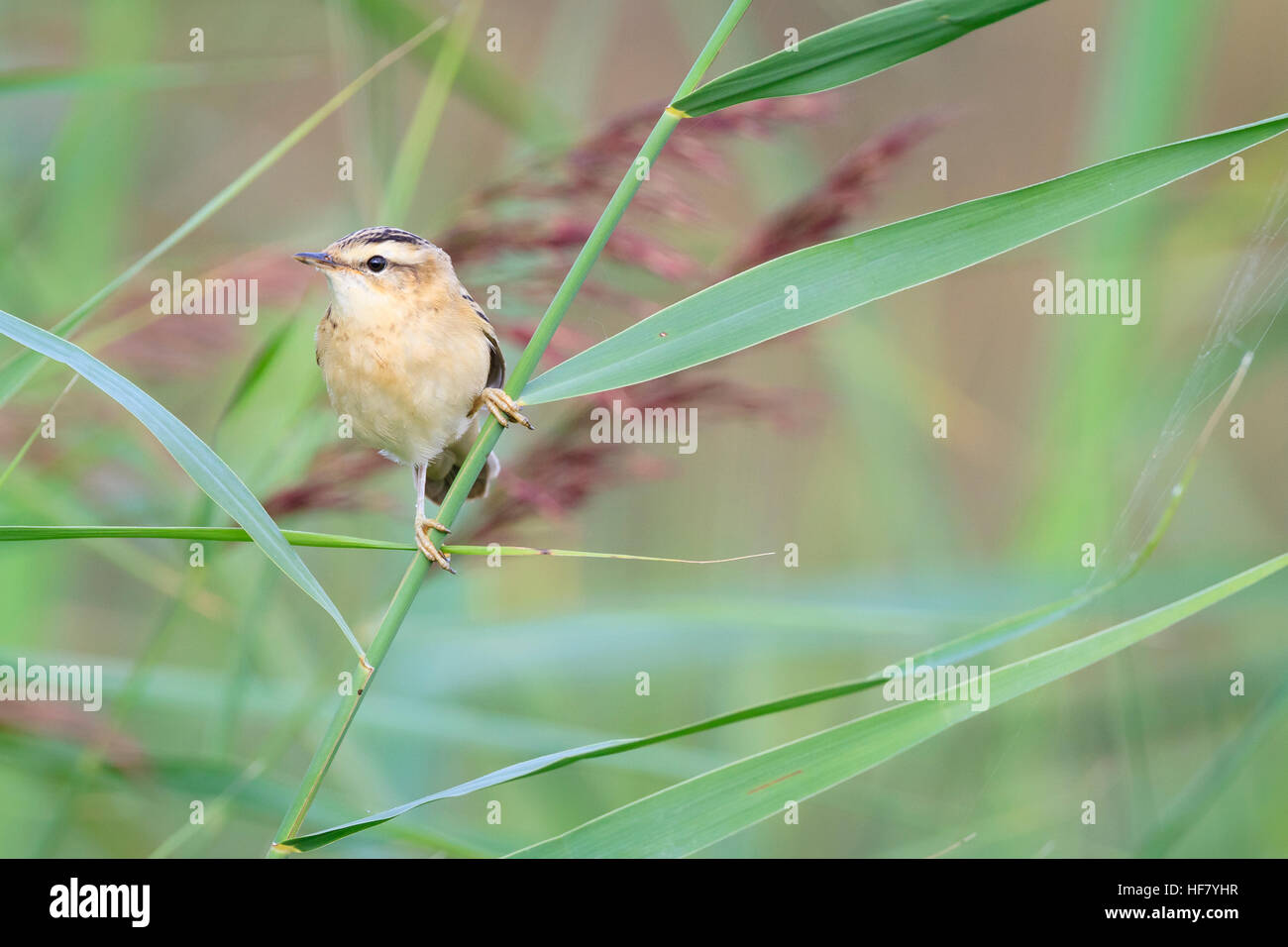 Sedge Warbler (Acrocephalus schoenobaenus) in habitat. Cley Marshes ...