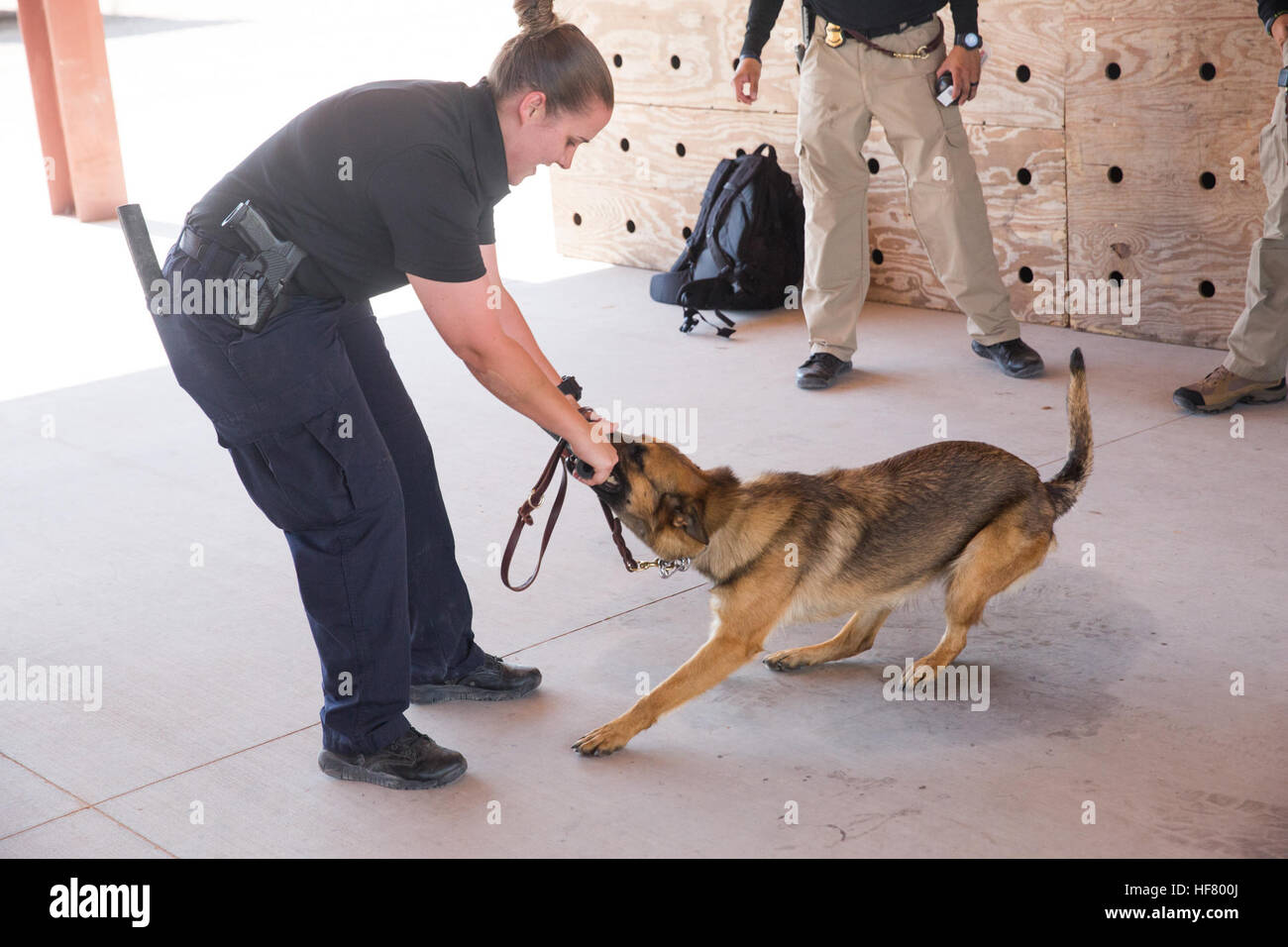 Cbp canine hi-res stock photography and images - Alamy