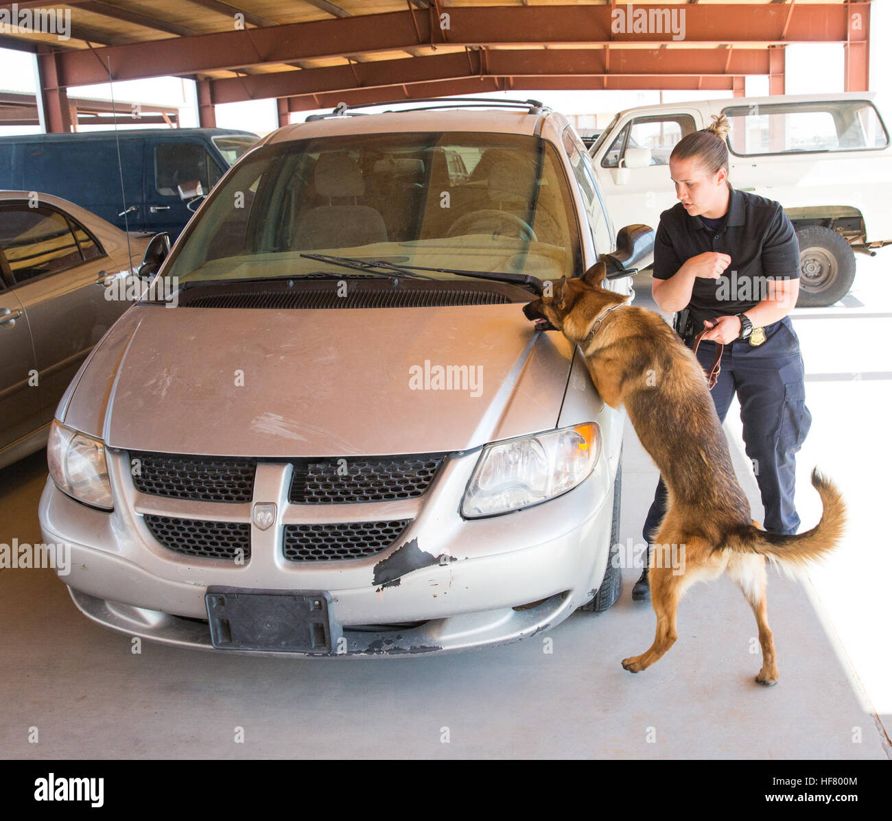 Students and their canine counterparts go through training at the CBP ...