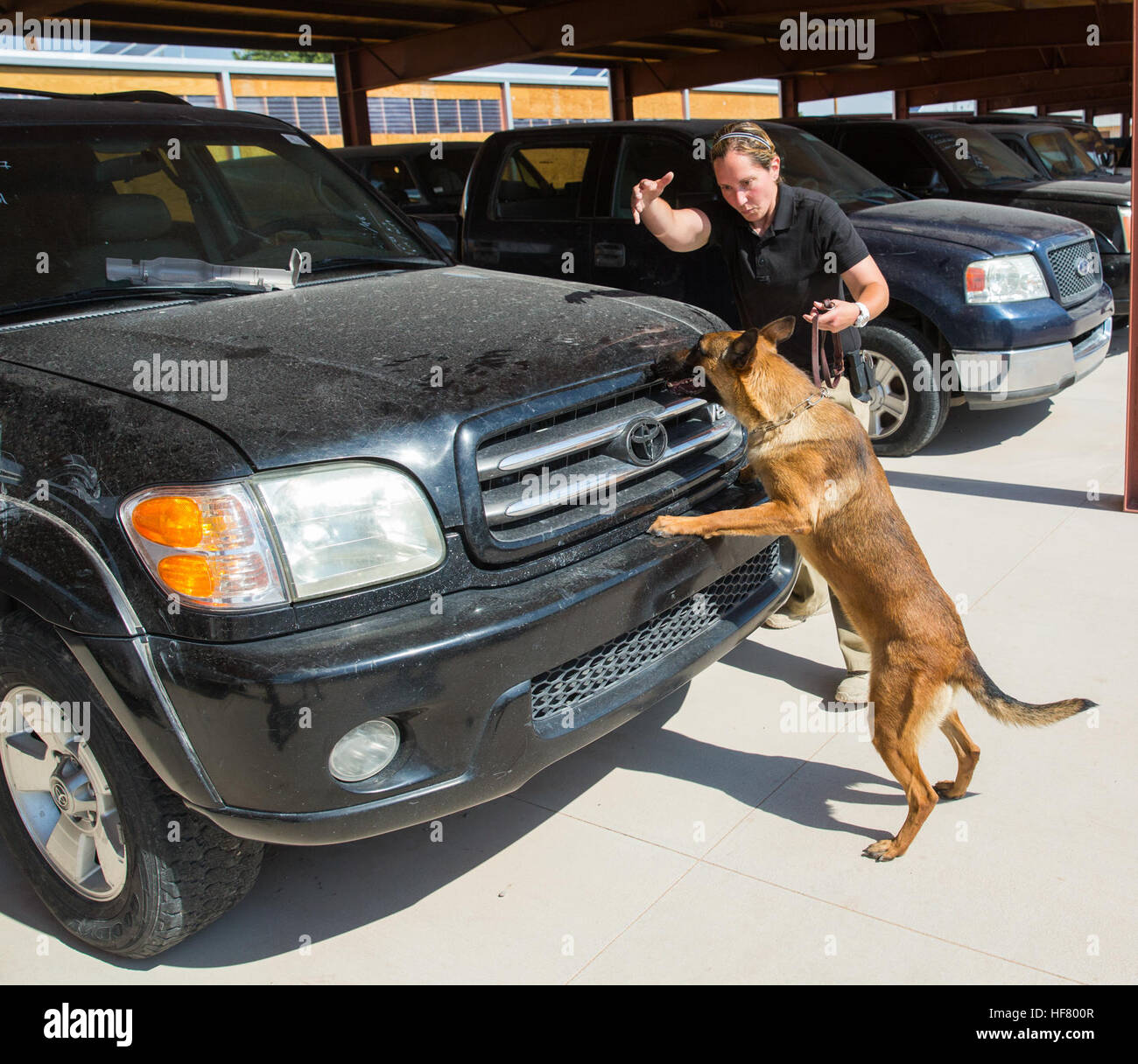 Students and their canine counterparts go through training at the CBP ...