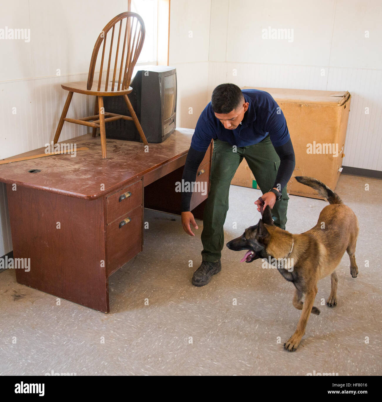Cbp canine hi-res stock photography and images - Alamy