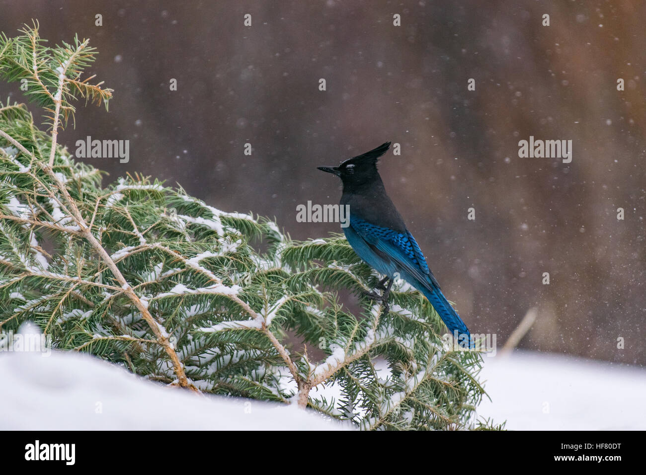 Steller's Jay in Snow Storm Stock Photo - Alamy