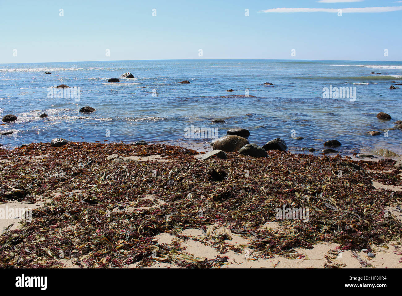 Sandy beach covered with piles of seaweed at Point Loma tide pools in ...