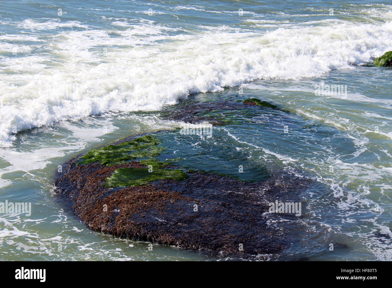 Partially submerged algae and seaweed covered rocky outcropping in the ...