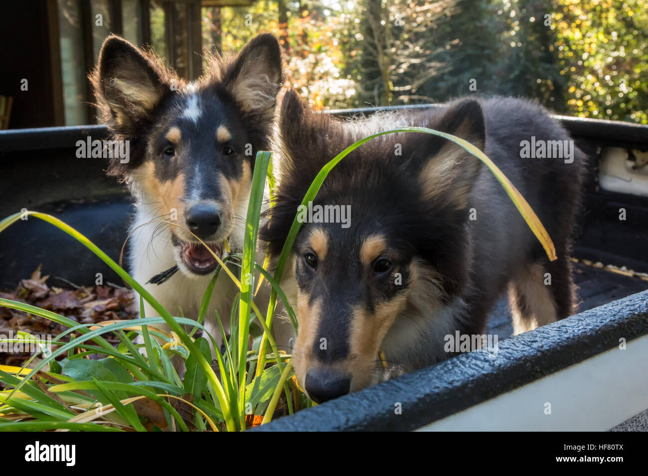 Hf80tx hi-res stock photography and images - Alamy
