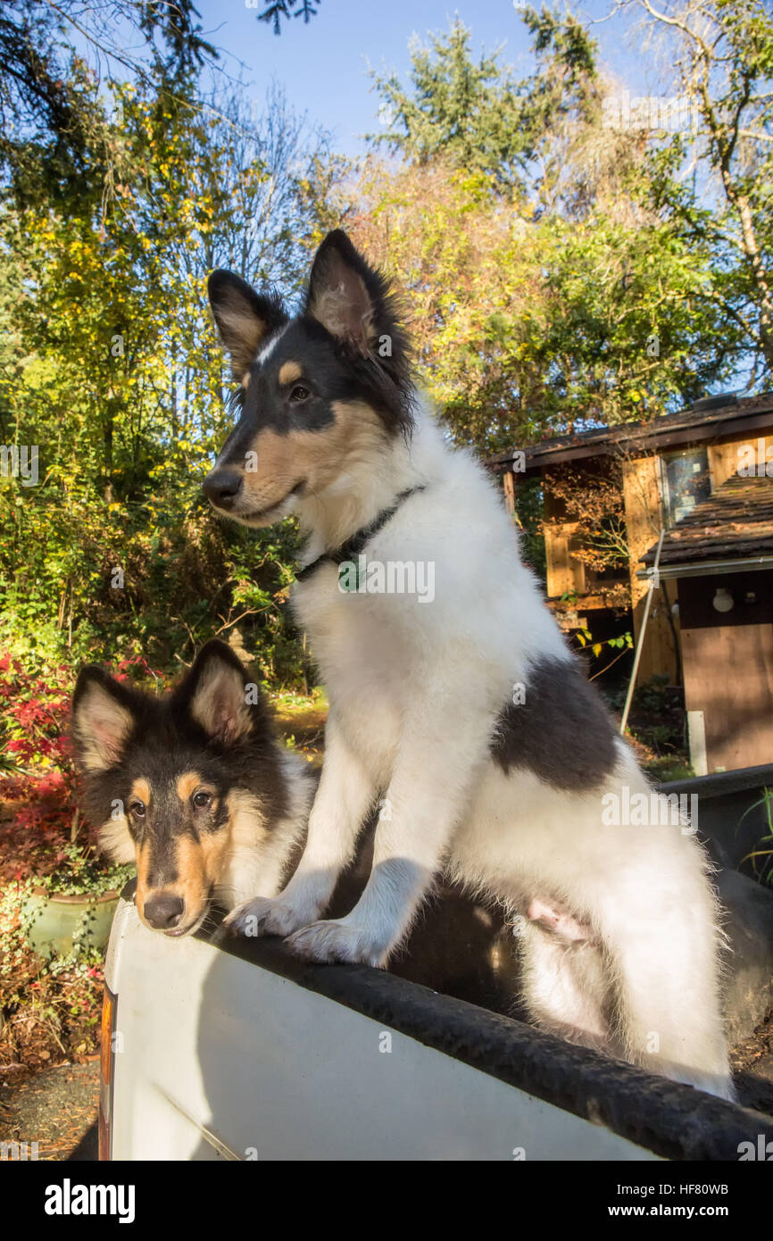 Rough Collie Husky Mix