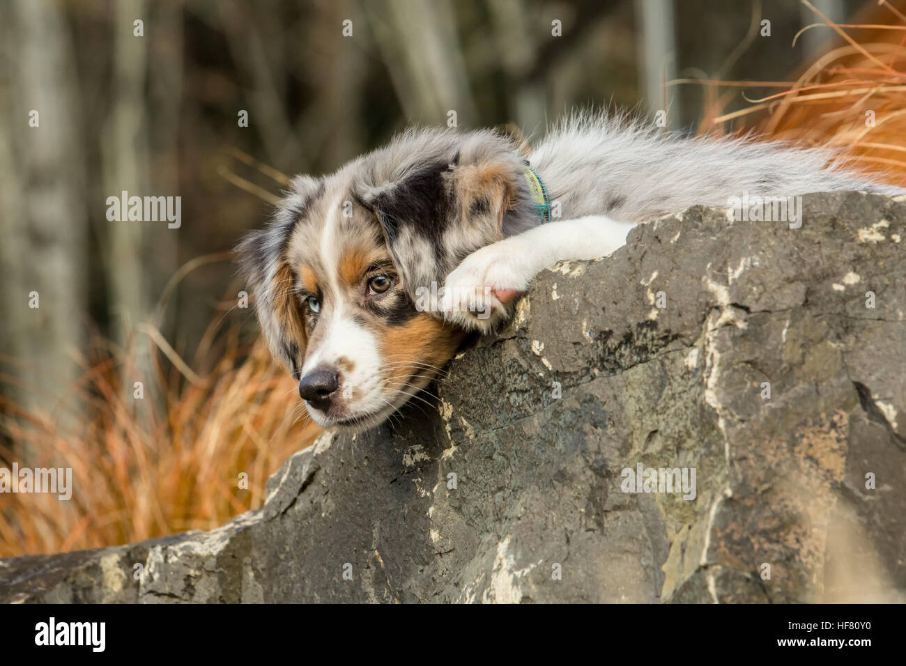 Three month old Blue Merle Australian Shepherd puppy, Luna, resting and ...