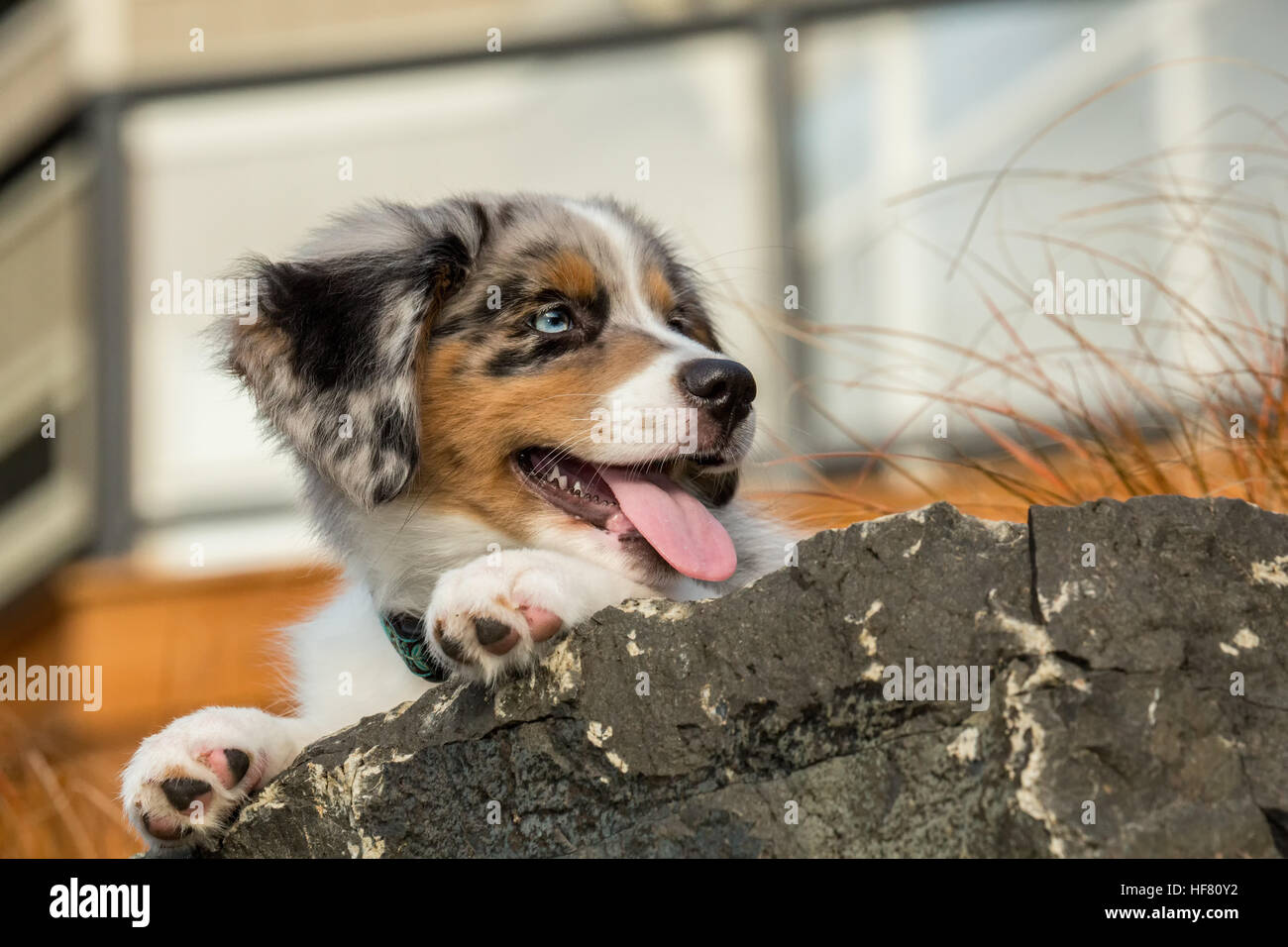 Three month old Blue Merle Australian Shepherd puppy, Luna, resting and ...