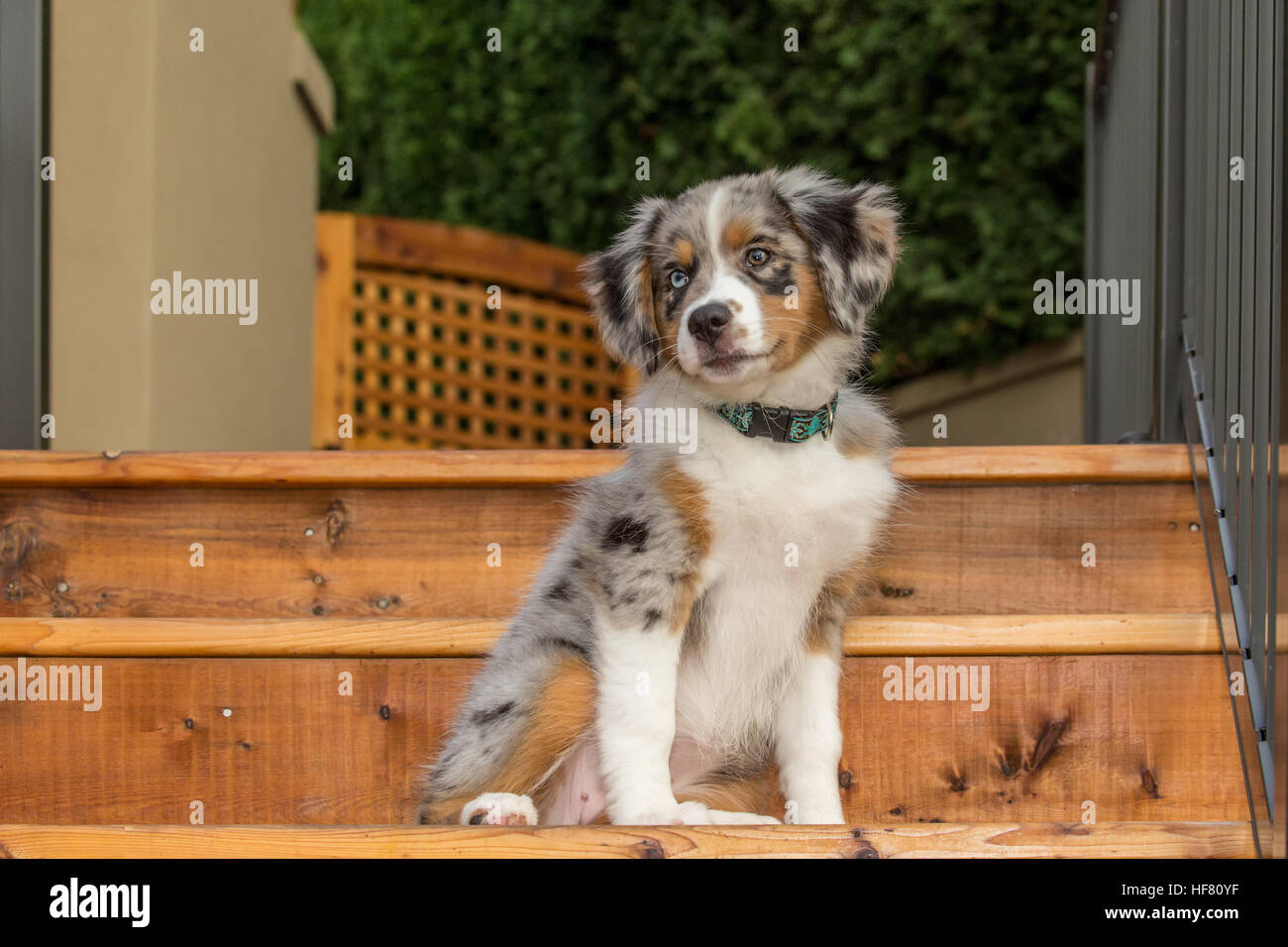 Three month old Blue Merle Australian Shepherd puppy, Luna, sitting on ...