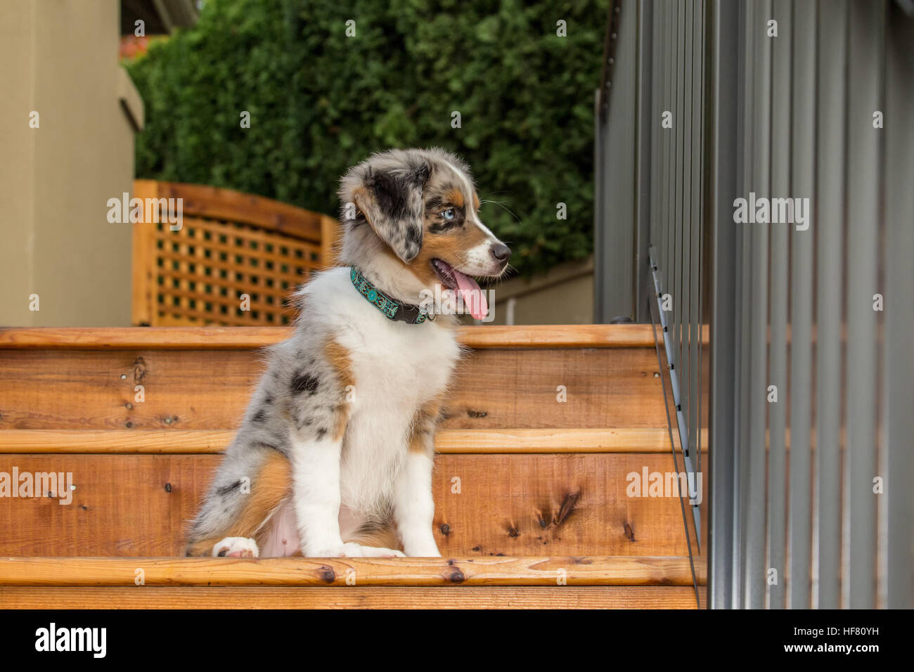 Three month old Blue Merle Australian Shepherd puppy, Luna, sitting on ...