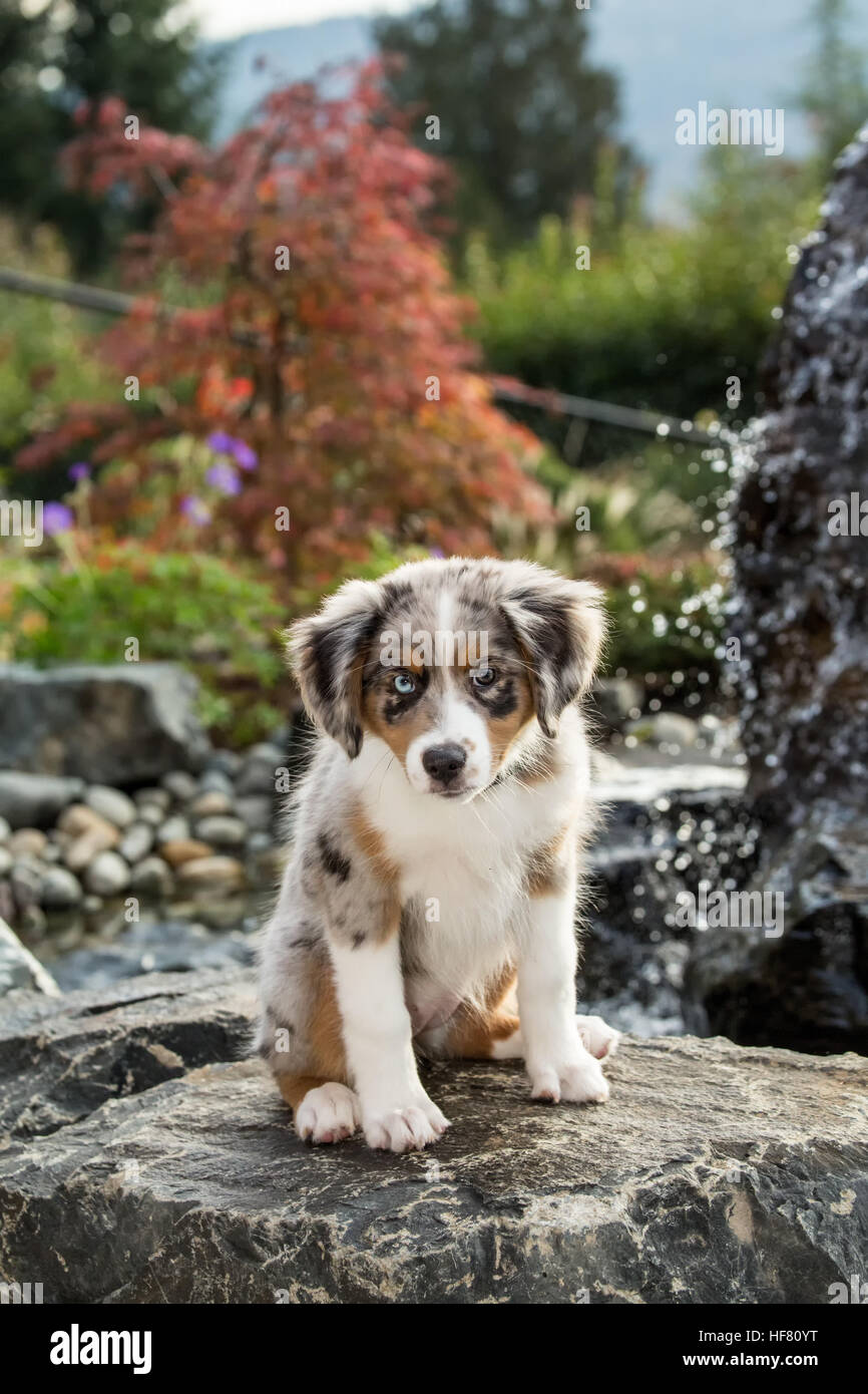 Three month old Blue Merle Australian Shepherd puppy, Luna, posing on ...