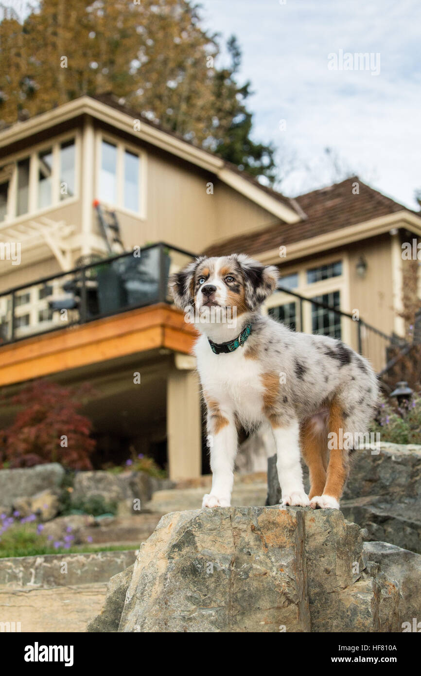 Dog australian shepherd aussie three hi-res stock photography and ...