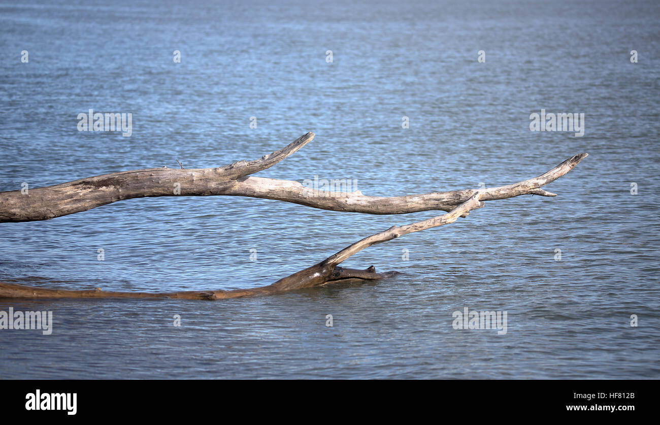 Fallen tree branch suspended above water with ripples Stock Photo - Alamy