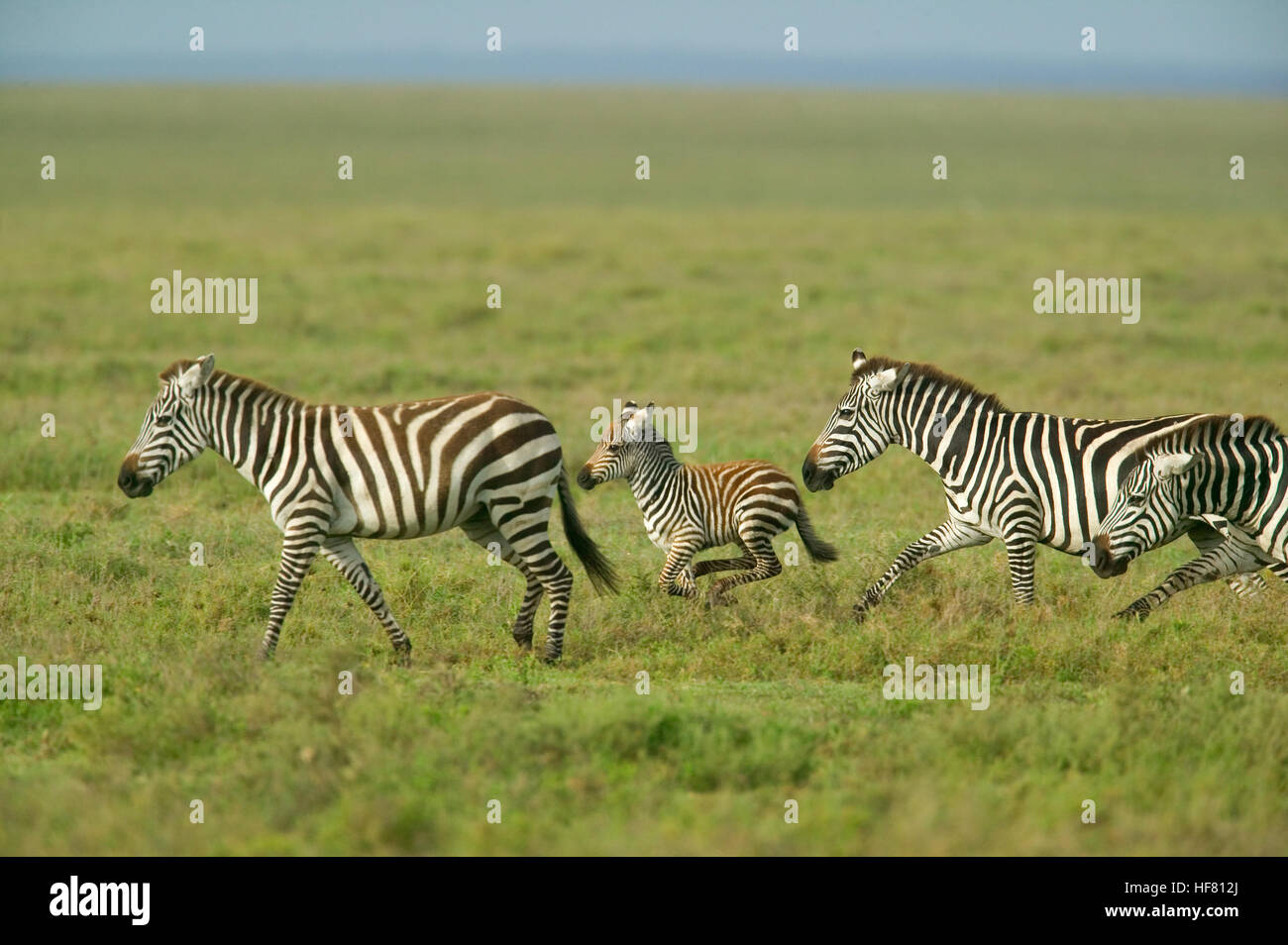 Common Zebra (Equus quagga) adults and baby running across the ...
