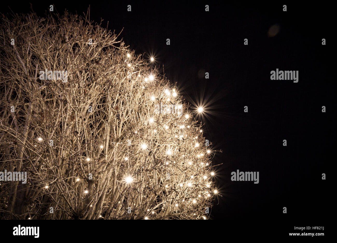 Light bush hi-res stock photography and images - Alamy
