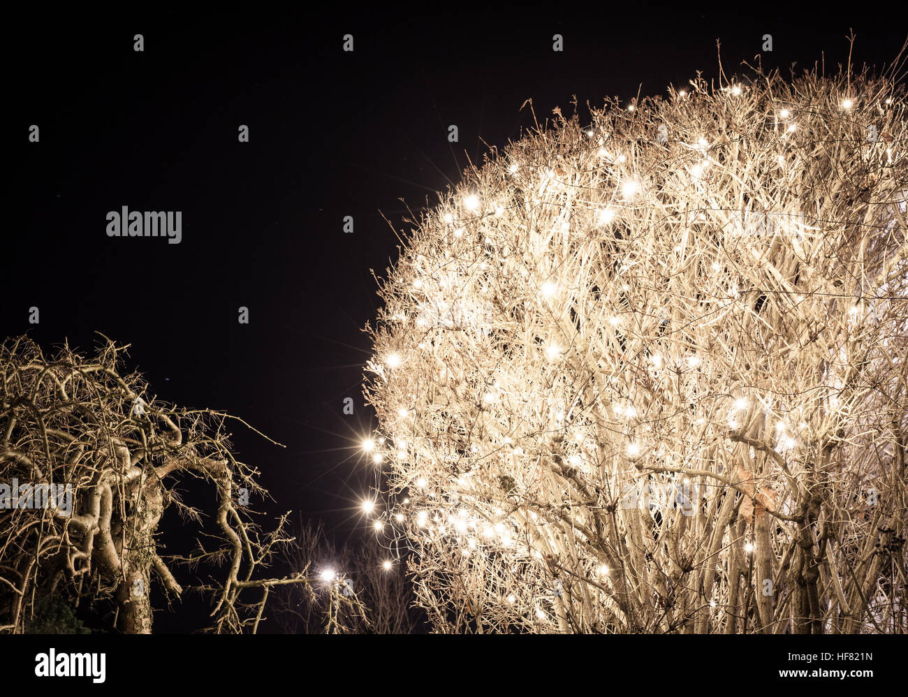 Light bush hi-res stock photography and images - Alamy