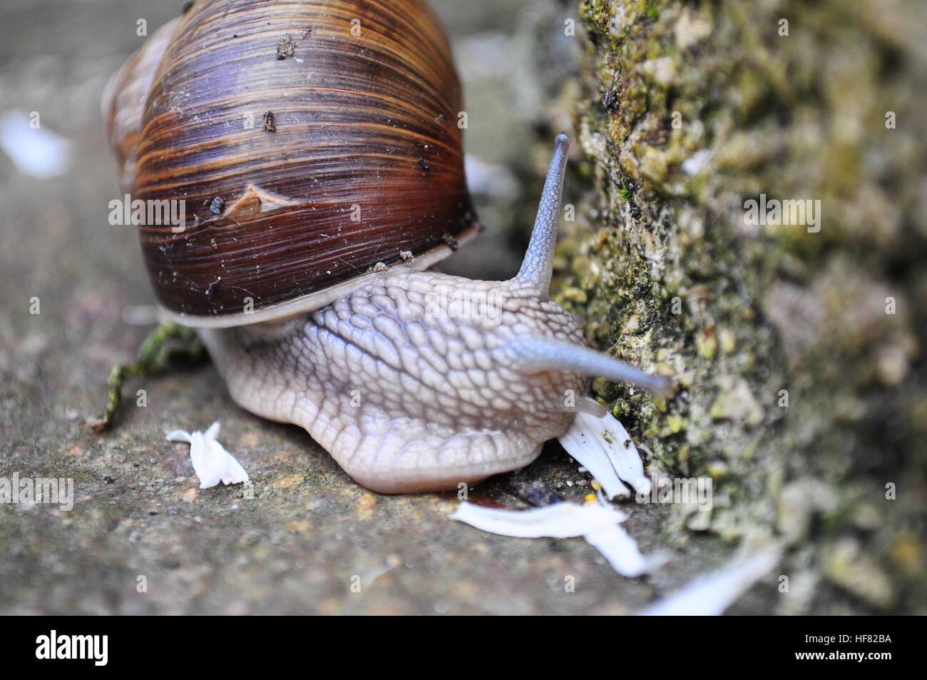 Beautiful snail hi-res stock photography and images - Alamy