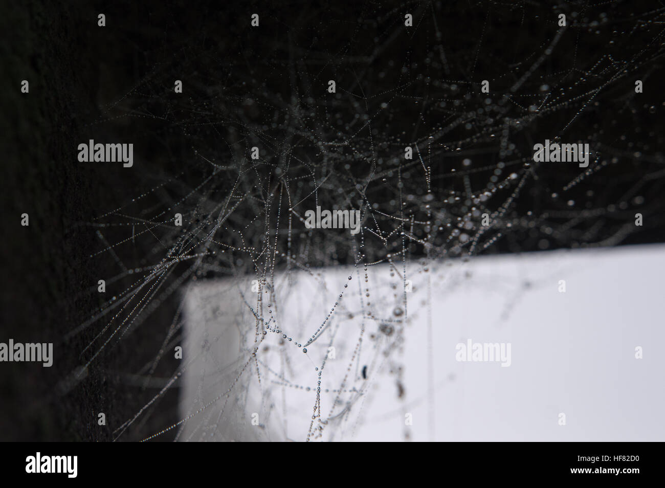 Spider web web hi-res stock photography and images - Alamy