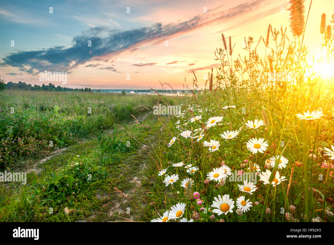 Early morning sunrise at field in summer Stock Photo - Alamy