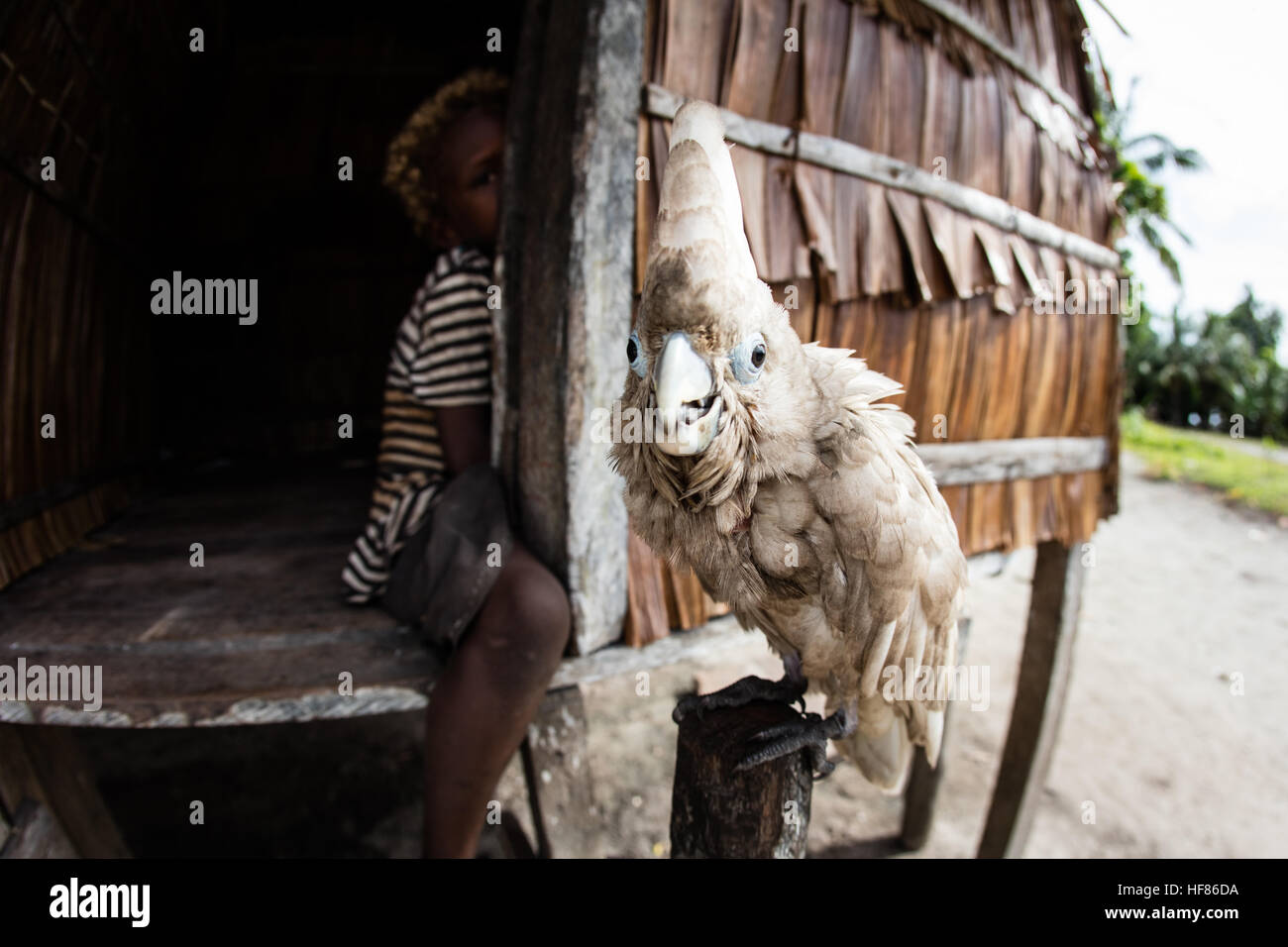 An endemic Solomons cockatoo (Cacatua ducorpsii) stands on a perch in a ...