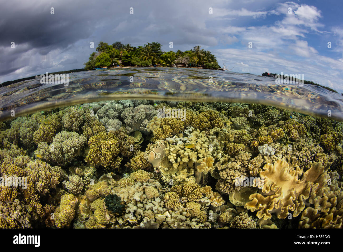 A beautiful coral reef grows in shallow water in the Solomon Islands ...