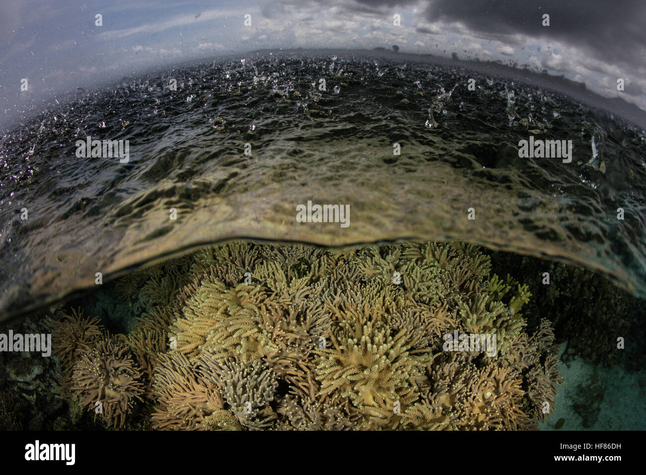 Coral underwater storm hi-res stock photography and images - Alamy
