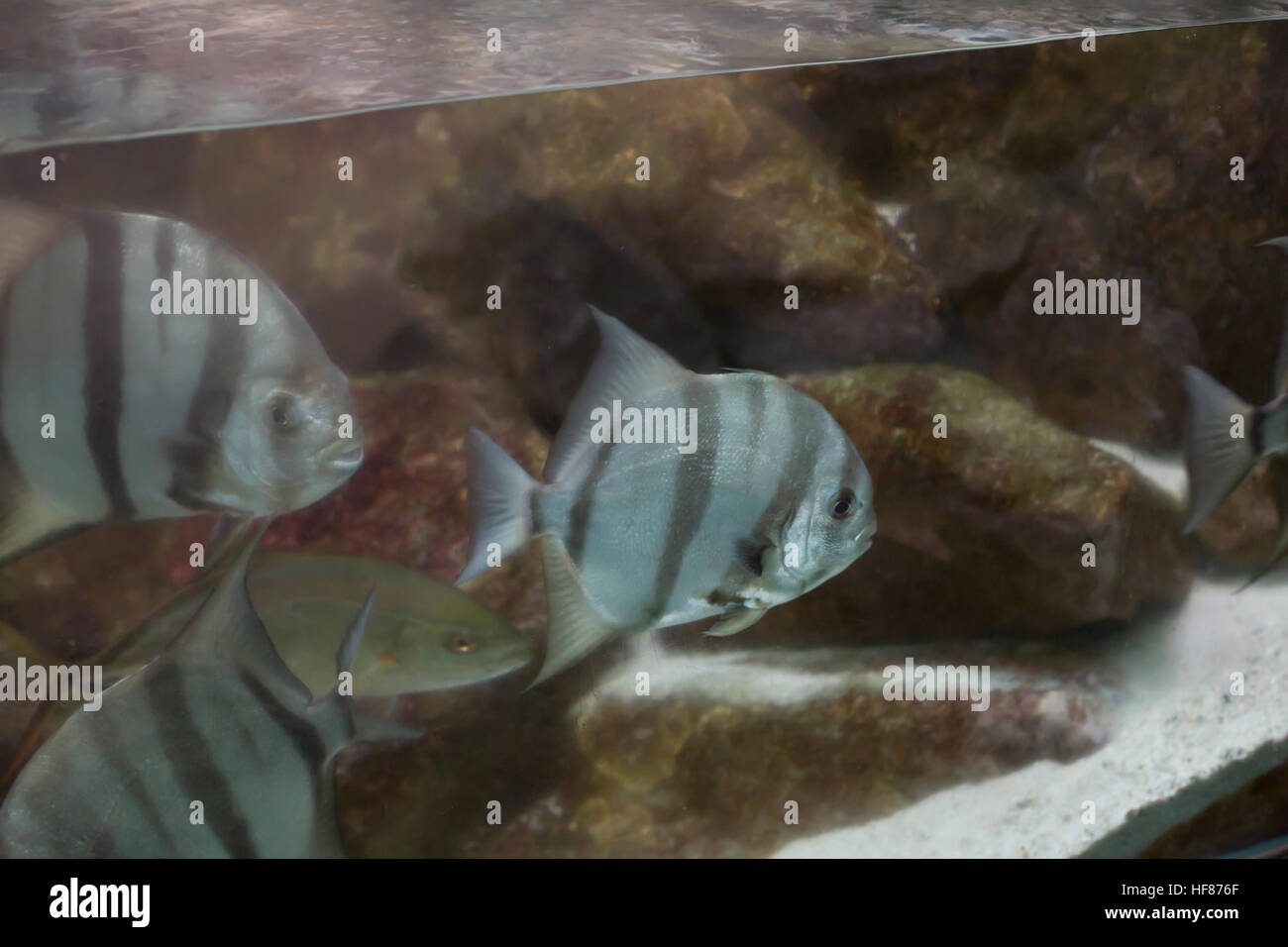 School of Atlantic spadefish (Chaetodipterus faber Stock Photo - Alamy
